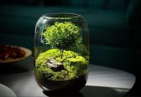 China Succulent Air Planter Fern Moss Moss Micro-Landscape Vase for Home Garden Office Tabletop Decoration Container for sale