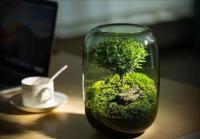 China Succulent Air Planter Fern Moss Moss Micro-Landscape Vase for Home Garden Office Tabletop Decoration Container for sale