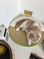 China Portable Pet Spray Cooling Fan 500ml USB Evaporative Air Cooler for Dogs Cats Kennel for sale