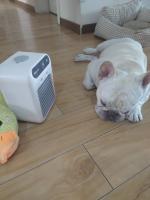 China Portable Pet Spray Cooling Fan 500ml USB Evaporative Air Cooler for Dogs Cats Kennel for sale