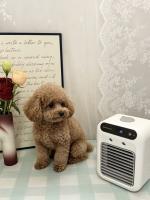 China Portable Pet Spray Cooling Fan 500ml USB Evaporative Air Cooler for Dogs Cats Kennel for sale