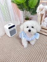 China Portable Pet Spray Cooling Fan 500ml USB Evaporative Air Cooler for Dogs Cats Kennel for sale