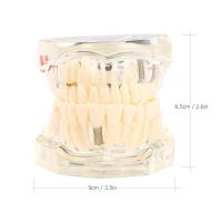 China Dental Student Education Model Standard for Dentistry Study Manual Power Source 2 Years Shelf Life for sale