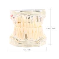 China Dental Student Education Model Standard for Dentistry Study Manual Power Source 2 Years Shelf Life for sale