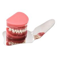 China Dental Double Side Orthodontic Instrument SS Photograph Mirror for sale