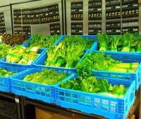 China 2.25kg Lightweight Small Collapsible Plastic Crates for Fruits and Vegetables for sale