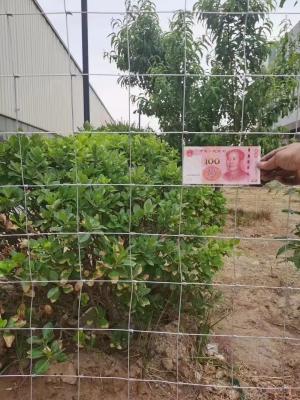 China china Automatic Field Fixed Knot Cattle /Deer Grassland Mesh Fence Netting Machine for sale