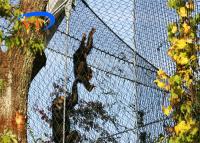 China Knitted Type 2.4mm Ss Rope Mesh Tiger Monkey Enclosure In Zoo Fence for sale