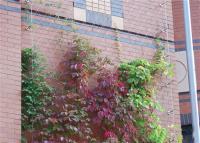 China 100*100mm Stainless Steel Rope Mesh Green Wall 1mm Garden Mesh Climbing Plant Support for sale