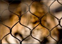 China Ferruled 5.0mm Wire Rope Mesh Netting AISI 316 25mm X 25mm Wire Mesh for sale