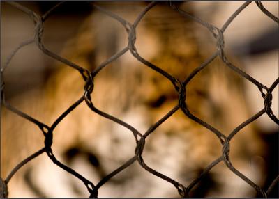 China Ferruled 5.0mm Wire Rope Mesh Netting AISI 316 25mm X 25mm Wire Mesh for sale
