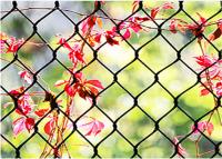 China Ferrule Wire Rope Plant Trellis 25x25mm 1.2mm Garden Wire For Climbing Plants for sale