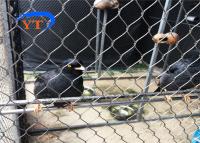 China Soft Flexible 80x80mm Stainless Steel Rope Mesh At Animal Enclosure Zoo Fence Bird Aviary for sale