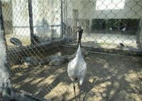 China AISI 304 Custom Built Bird Aviary Enclosure Stainless Steel Rope Mesh 30x30mm For Zoo for sale