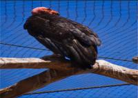 China Macaw Aviary Zoo 1.5mm Steel Wire Rope Mesh For Enclosure Fence for sale