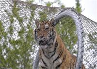 China Irregular Shape Ferrule Type Cable Mesh ss304 Zoo Enclosure Mesh For Tiger for sale