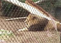 China Irregular Shape Ferrule Type Cable Mesh ss304 Zoo Enclosure Mesh For Tiger for sale