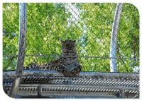 China Rust Resistant 1.2mm Ss Rope Mesh Toughness For Zoo Animals for sale