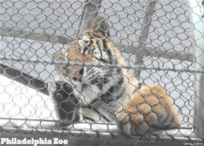 China Zoo Flexible Stainless Steel Rope Mesh 304L 316  5mm for sale