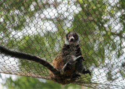 China Ss304 Flexible Zoo 150x150mm Stainless Steel Webnet To Monkey Tiger Cage for sale