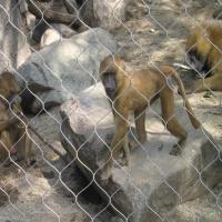 China HandWoven Zoo Wire Mesh Pongidae Enclosure Steel Wire Rope Mesh 60 90 Degree Mesh Angle for sale