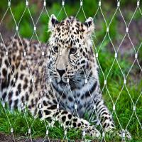 China HandWoven Zoo Wire Mesh Pongidae Enclosure Steel Wire Rope Mesh 60 90 Degree Mesh Angle for sale