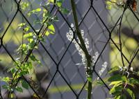 China SUS304 Stainless Steel Cable Trellis / Vertical Fence Wire For Climbing Plants 100mm for sale