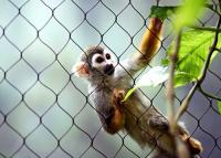 China Soft Flexible 80x80mm Stainless Steel Rope Mesh At Animal Enclosure Zoo Fence Bird Aviary for sale