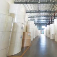 China Waterproof Cup Roll Coated Paper Roll to Produce Paper Single PE Bottom 150-350GSM White Beverage Offset Printing for sale