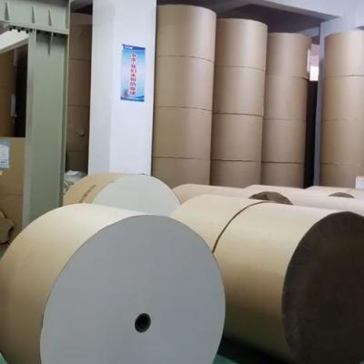 China High Quality Customized Double Wall PLA Coated Paper Rolls to Make Various Size Coffee Cups for sale
