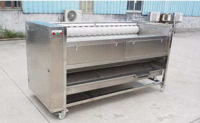 China Cassava Peeler Emery Roller Peeling And Washing Machine For Vegetable Brush Roller Cleaning Machine for sale