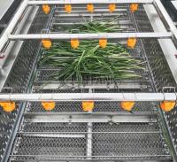 China Industrial Automatic Vegetable And Fruit Washing Cleaning Machine For Tomato Salad for sale