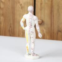 China Realistic Acupuncture Meridian Body Model With Carrying Case for sale