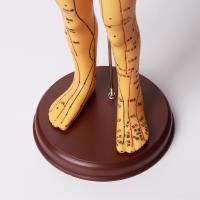 China Detailed And Lifelike Representation Of Human Body Acupuncture Body Model Portable Lightweight And Easy To Transport For Medical Teaching for sale