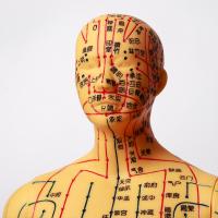 China Acupuncture Training Education Acupuncture Model Meridian Chart Included for sale