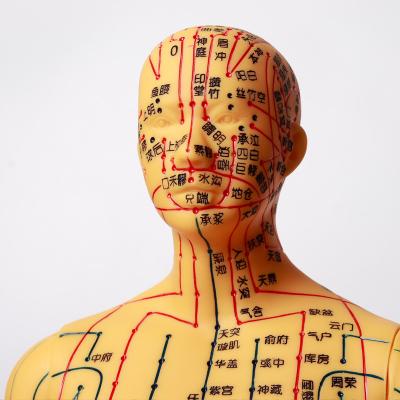 China Acupuncture Training Education Acupuncture Model Meridian Chart Included for sale
