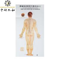 China 1.2*1.6m Acupuncture Culture 3pcs Per Set For Teaching Acupuncture Points for sale