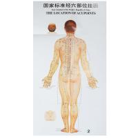 China 1.2*1.6m Acupuncture Culture 3pcs Per Set For Teaching Acupuncture Points for sale