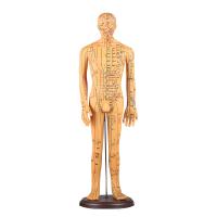 China Meridian Chart Included Acupuncture Body Model Approximately 5kg Versatile For Different Techniques for sale