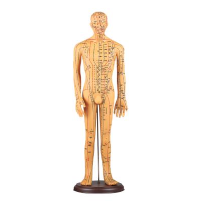 China Meridian Chart Included Acupuncture Body Model Approximately 5kg Versatile For Different Techniques for sale