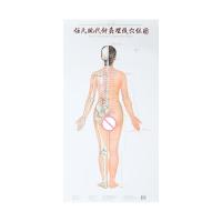 China Human Body Meridian Acupuncture Culture Acupoint Acupressure Points Chart for sale