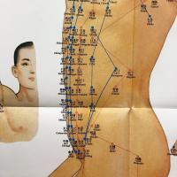 China 3pcs Meridian Acupuncture Chart ISO Acupuncture Culture for sale