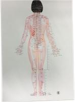 China English Acupuncture Wall Chart 7PCS Per Set Human Acupuncture Chart for sale