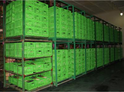 China Agricultural Plastic Collapsible Storage Crate Customized 600*400 Mm for sale