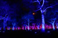 China 36w Outdoor Colors Rgb Led Garden Tree Flood Light For Landscape Projection for sale