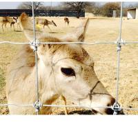 China Hot Dip Galvanized Cattle Fence Panel 8 Ft Height Fixed Knot Deer Wire Mesh Fence for sale