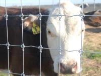 China Heavy Duty Farm Fence 4ftx164ft Cattle Fence Roll Hot Dipped Galvanized Livestock Fence for sale