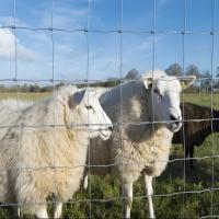 China Hot Dipped Galvanized Cattle Fence Roll High Tensile Line Wire Cattle Mesh for sale