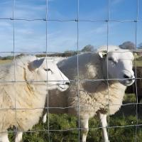 China 1.5M High 100M Length Veldspan High Tensile Wire Cattle Farm Fence for sale