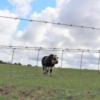China 2.0MM High Tensile Wire Durable Cattle Fencing Weather Resistant for sale